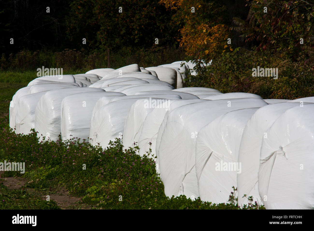 Wrapped bale hi-res stock photography and images - Alamy