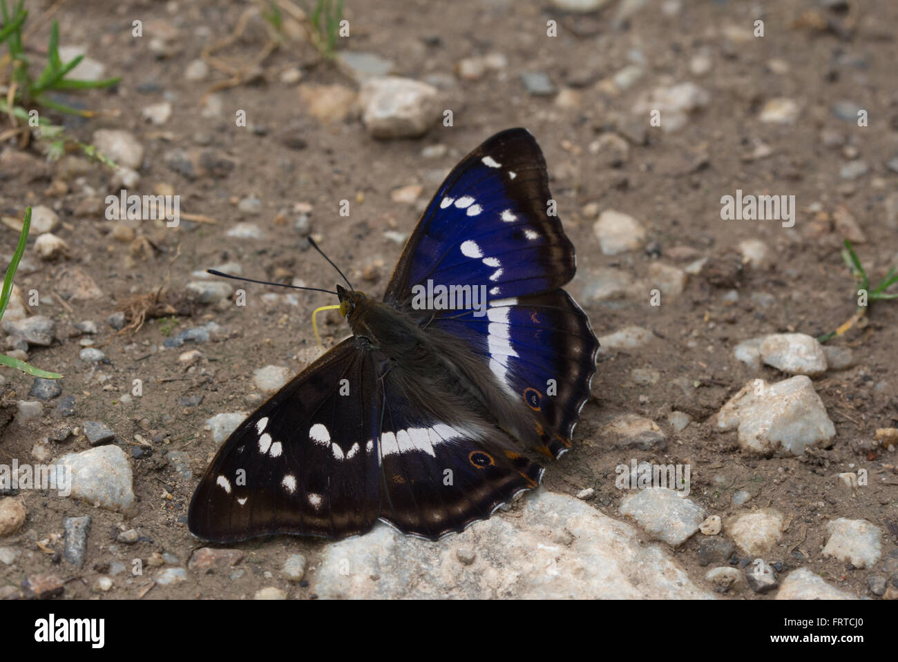 Purple emperor butterfly (Apatura iris) with open wings showing bright ...