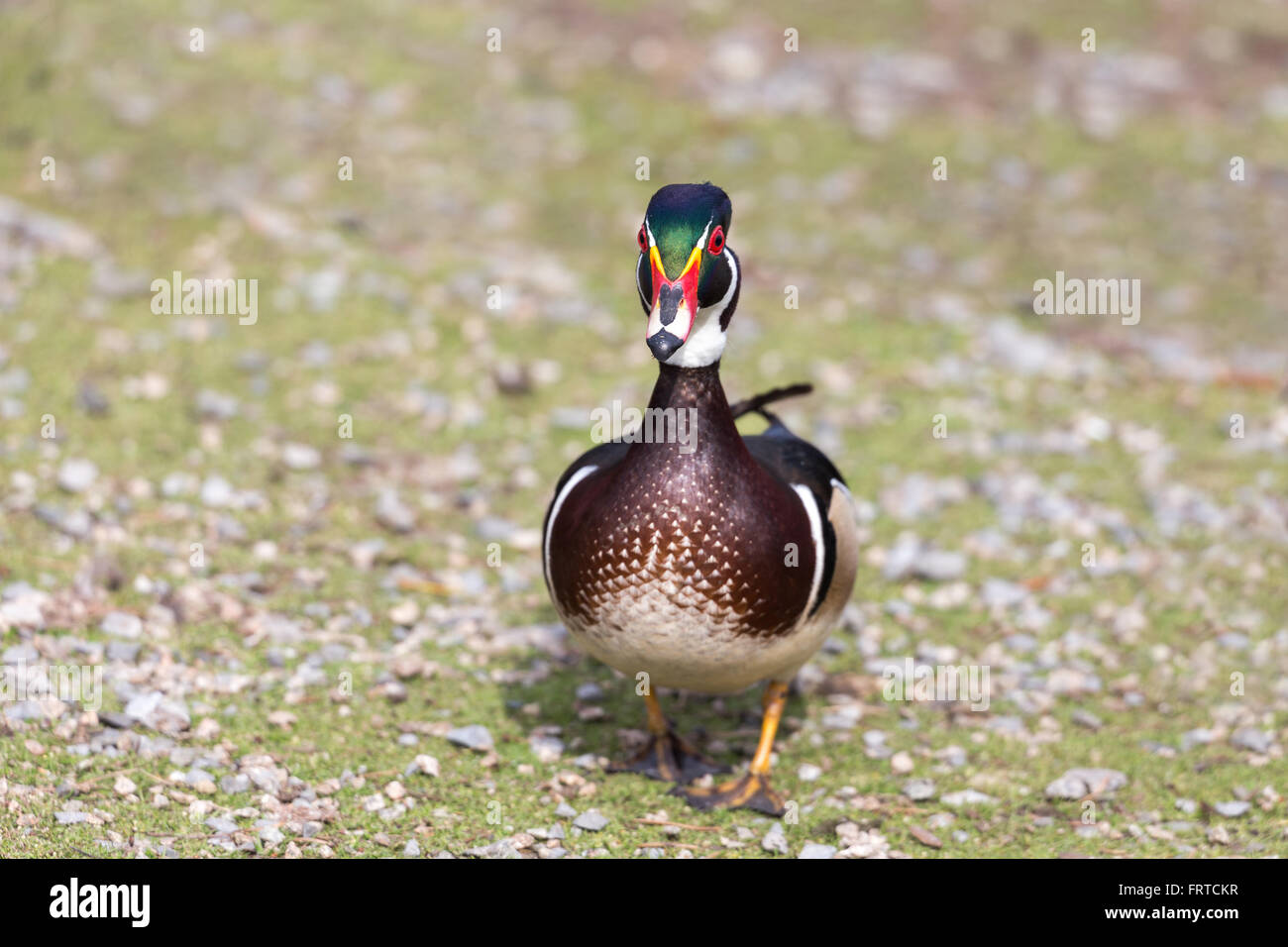male wood duck, at Delta BC Canada Stock Photo - Alamy