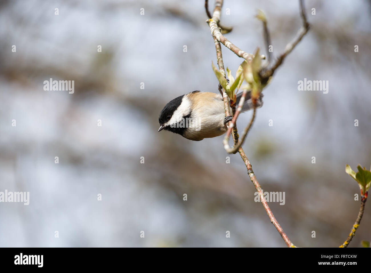 Black capped chickadee hi-res stock photography and images - Alamy