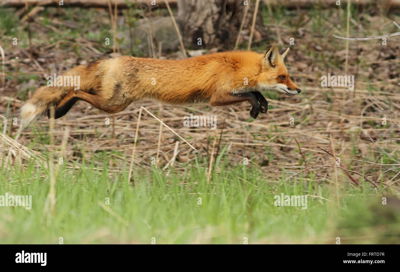 Wild Red fox (Vulpes vulpes) hunting Stock Photo - Alamy