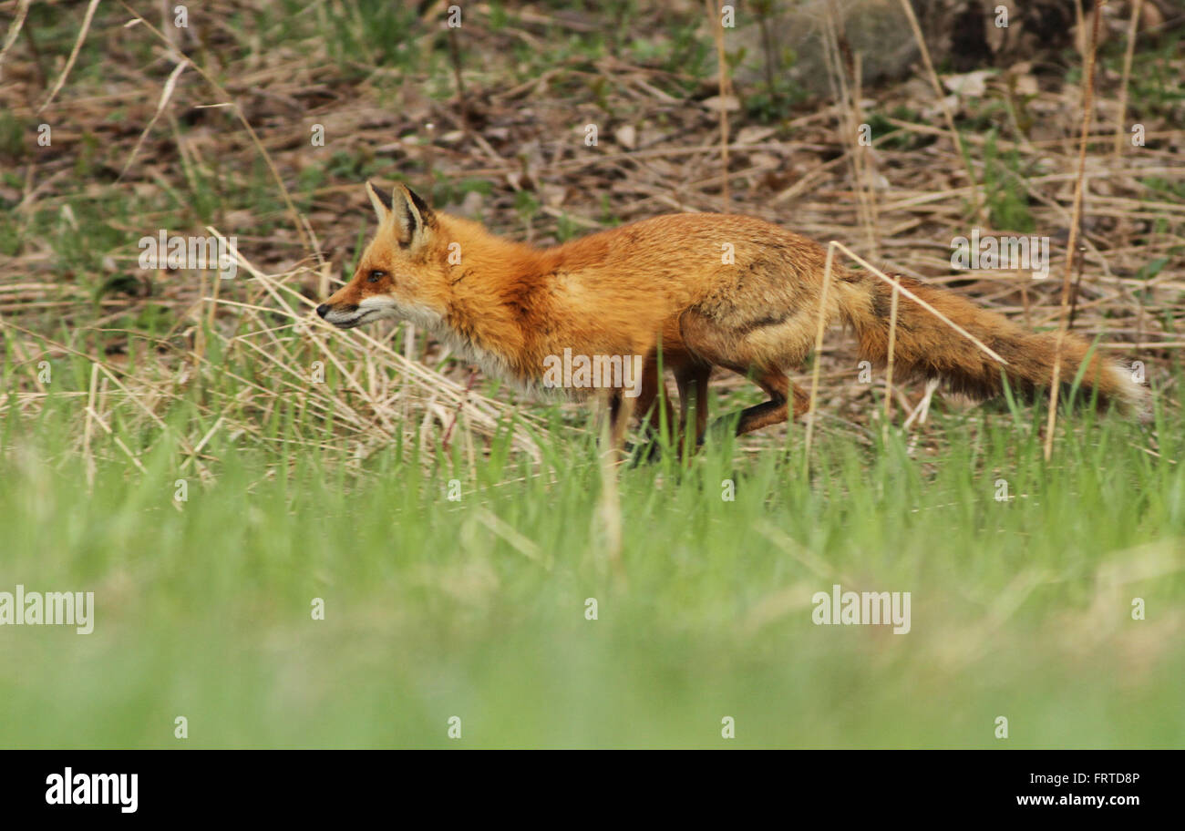 Wild red fox hunting hi-res stock photography and images - Alamy