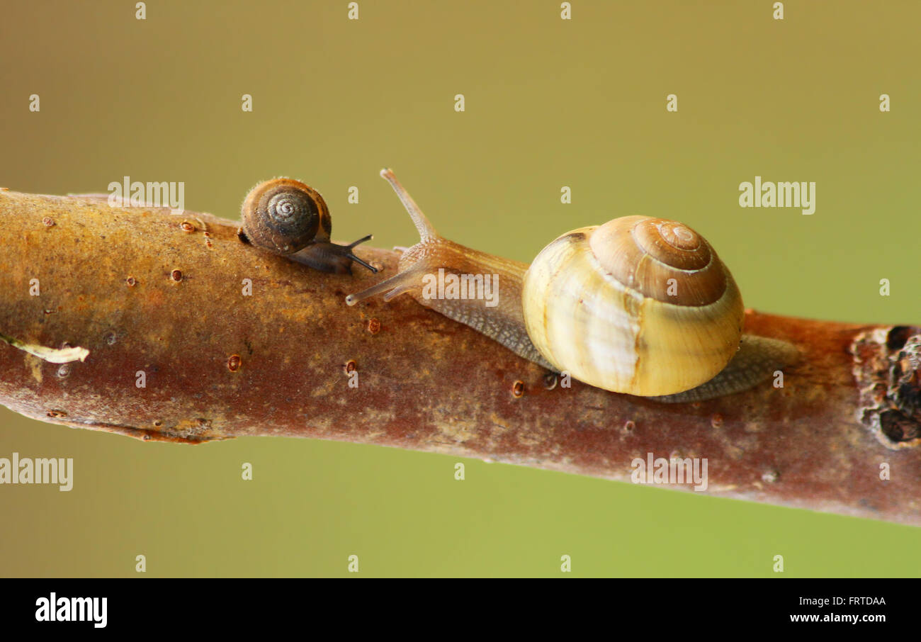 High speed snails moving downwards on a stick Stock Photo - Alamy