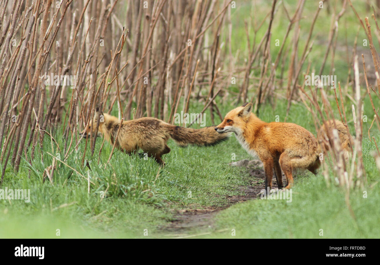 Red fox couple hunting Stock Photo - Alamy