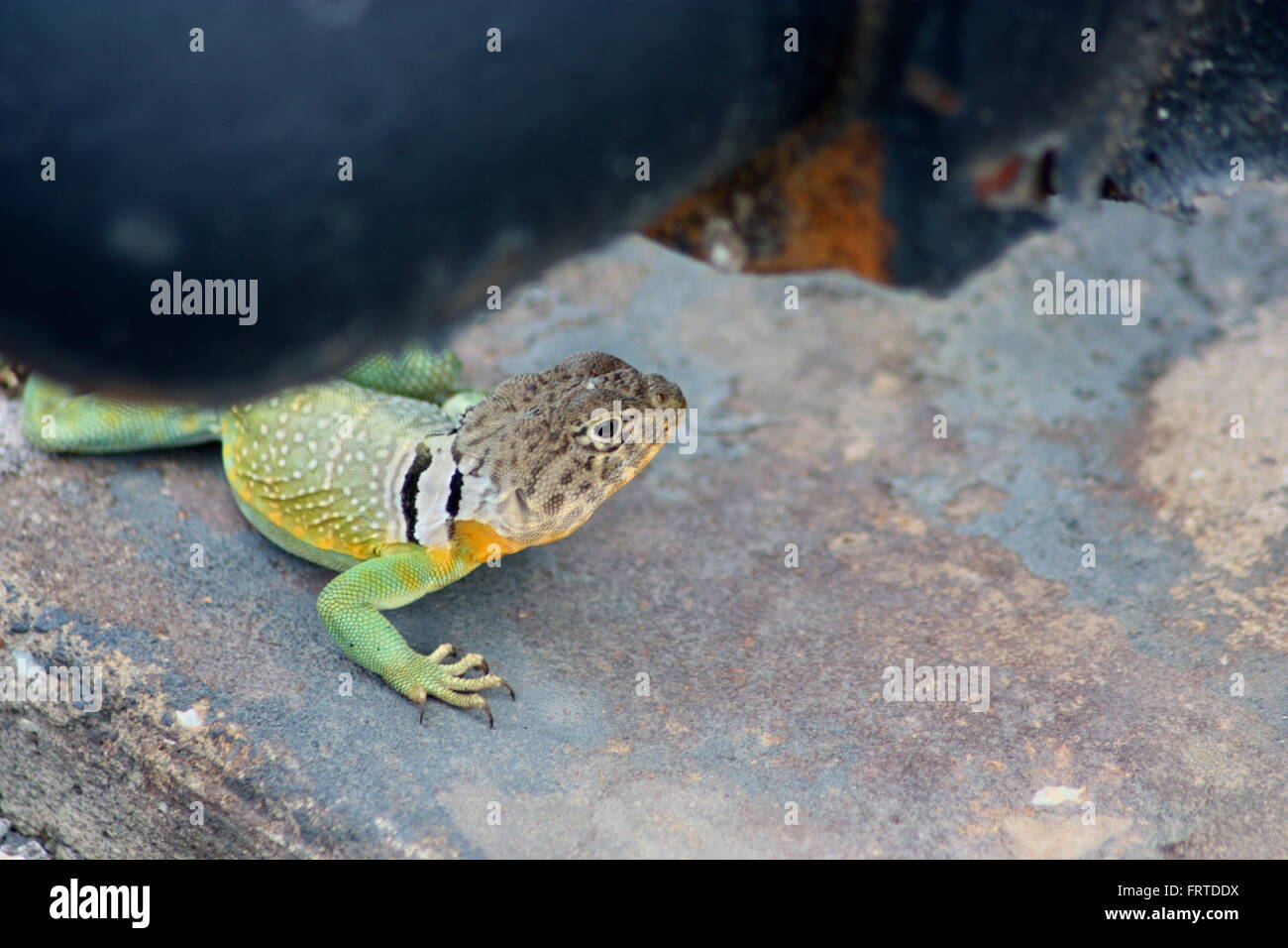Green and orange lizard hi-res stock photography and images - Alamy