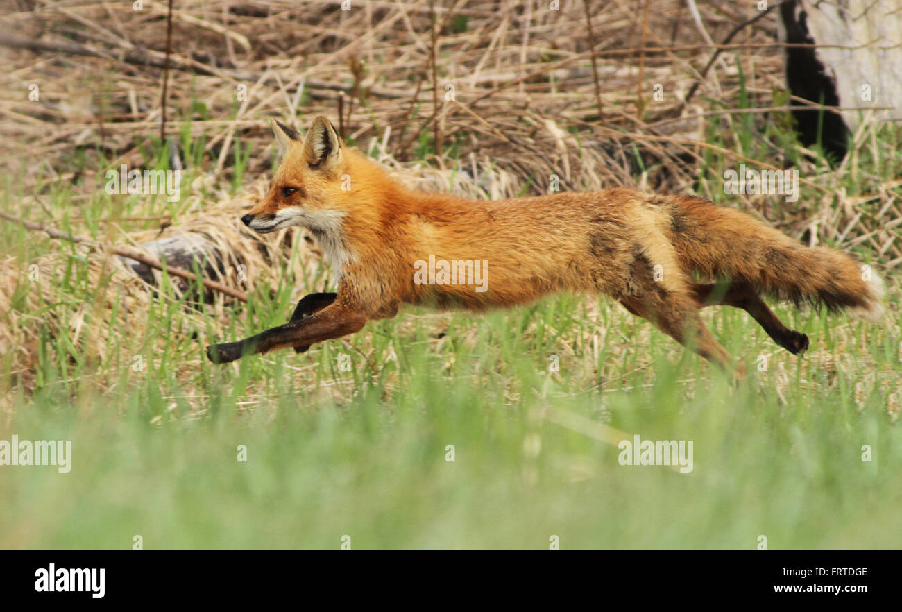Wild red fox hunting hi-res stock photography and images - Alamy