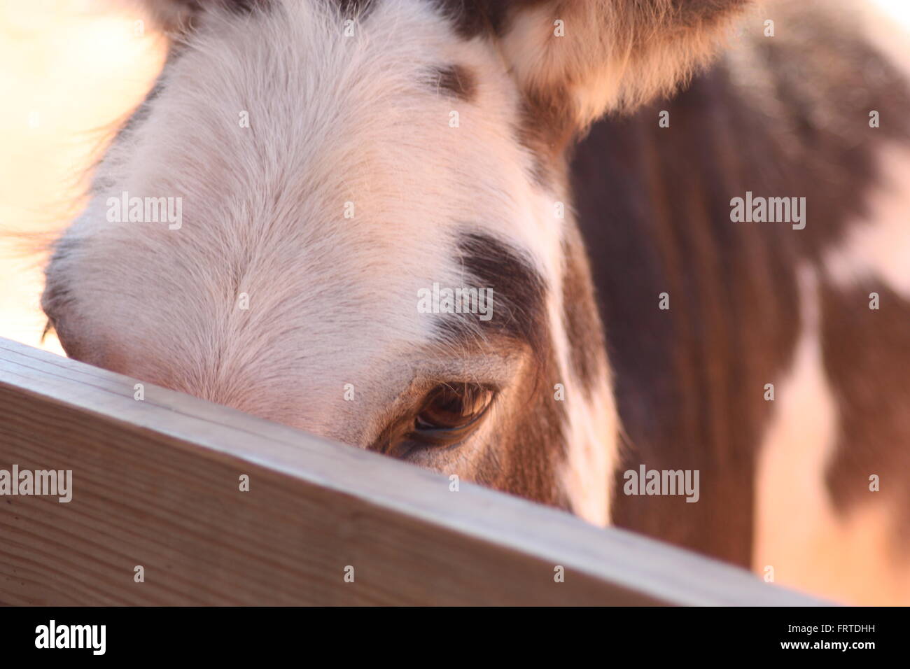 Peeker hi-res stock photography and images - Alamy