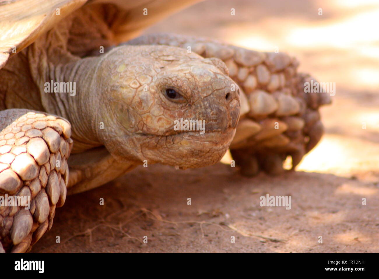 Old Man Turtle Stock Photo - Alamy
