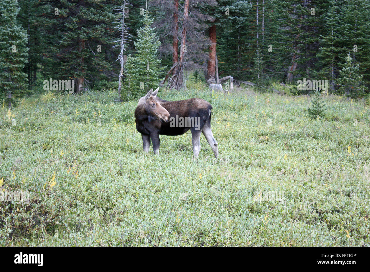 Moose in Colorado Stock Photo - Alamy