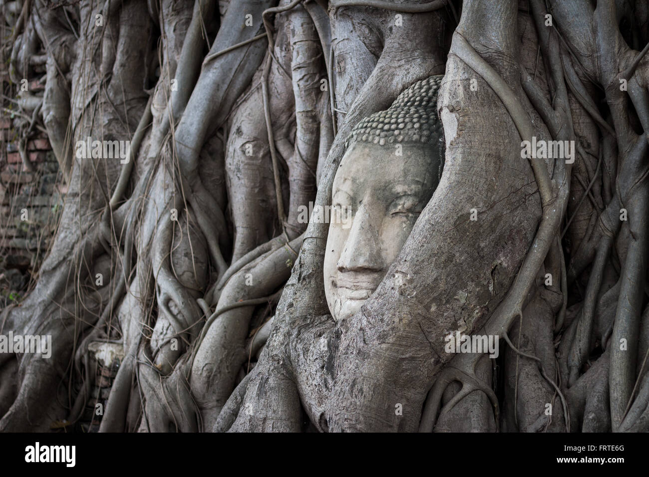 Unseen of Buddha head in root tree at Wat Mahathat. Ayutthaya ...