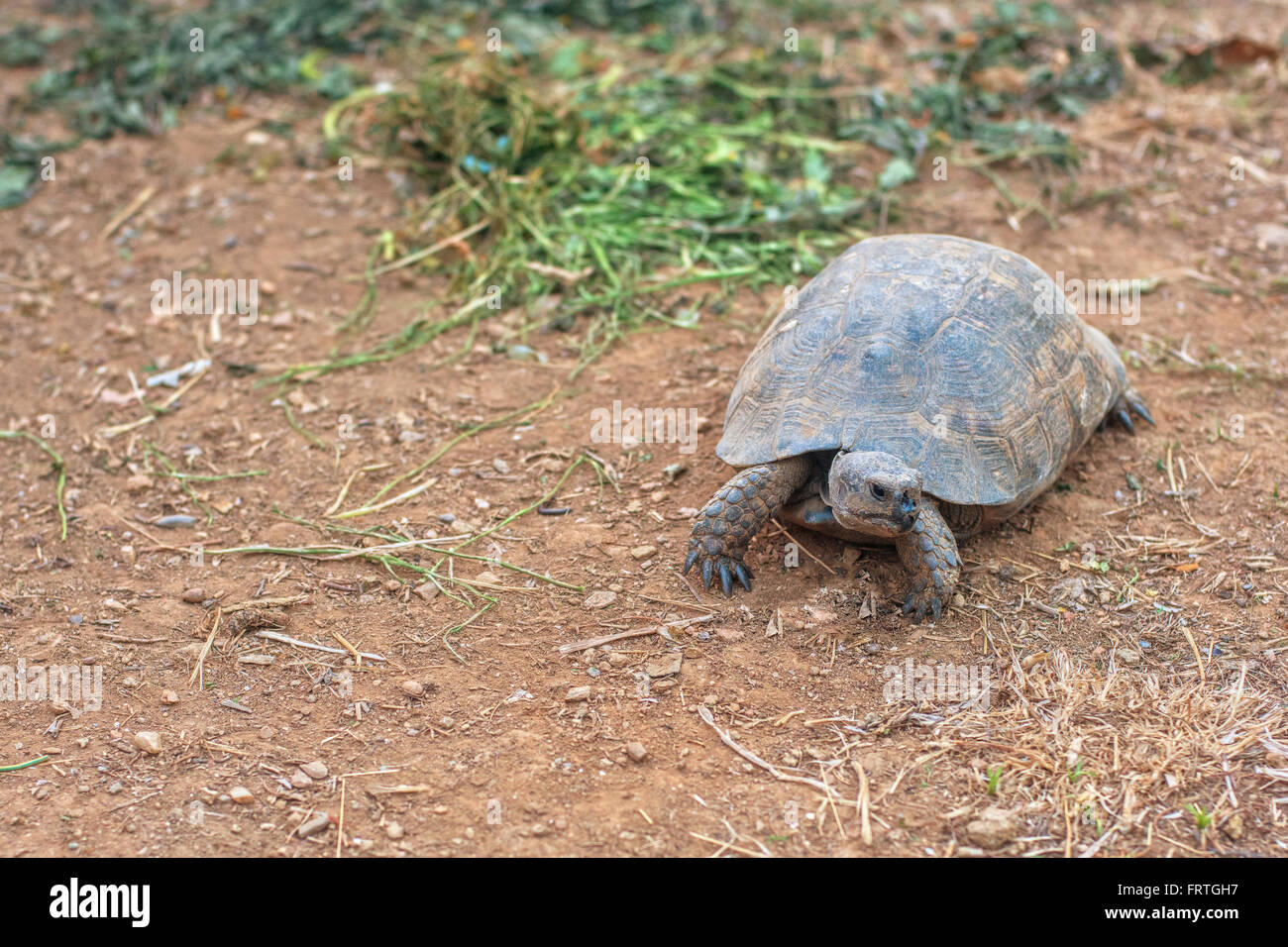 Turtle on the land Stock Photo - Alamy