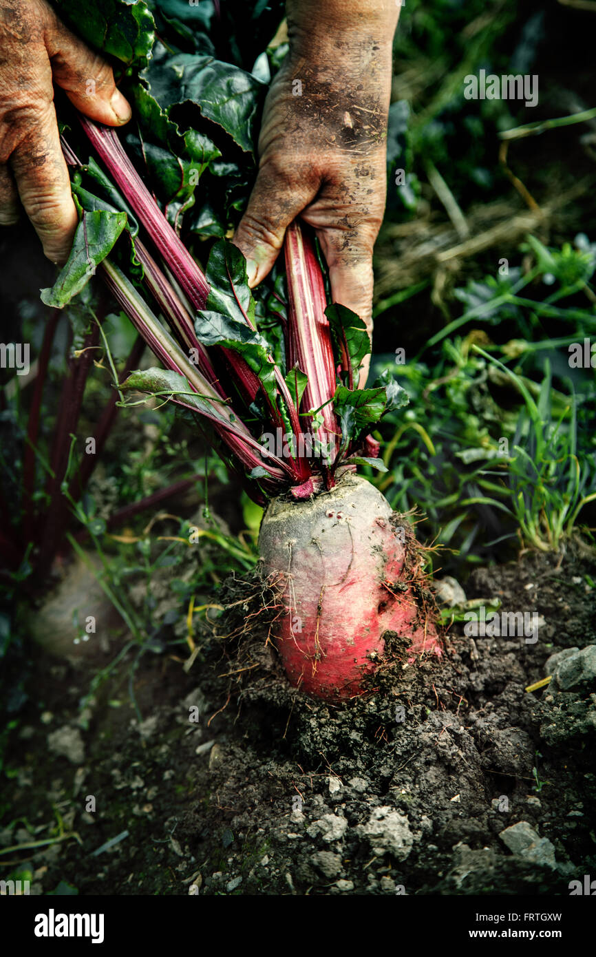 Female hand dragging young beetroot out of soil Stock Photo - Alamy