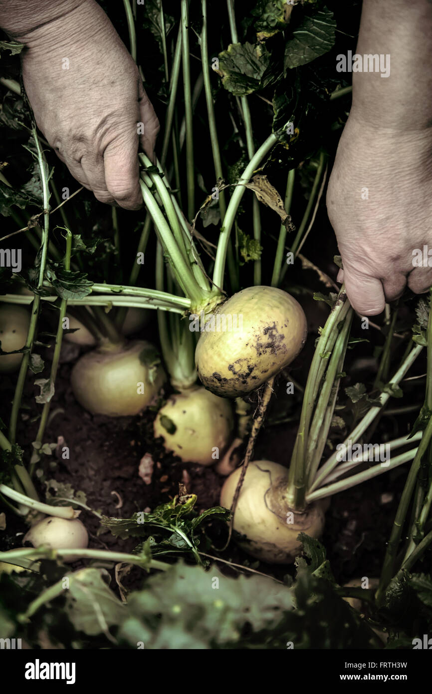 Female hand dragging young turnip out of soil Stock Photo - Alamy
