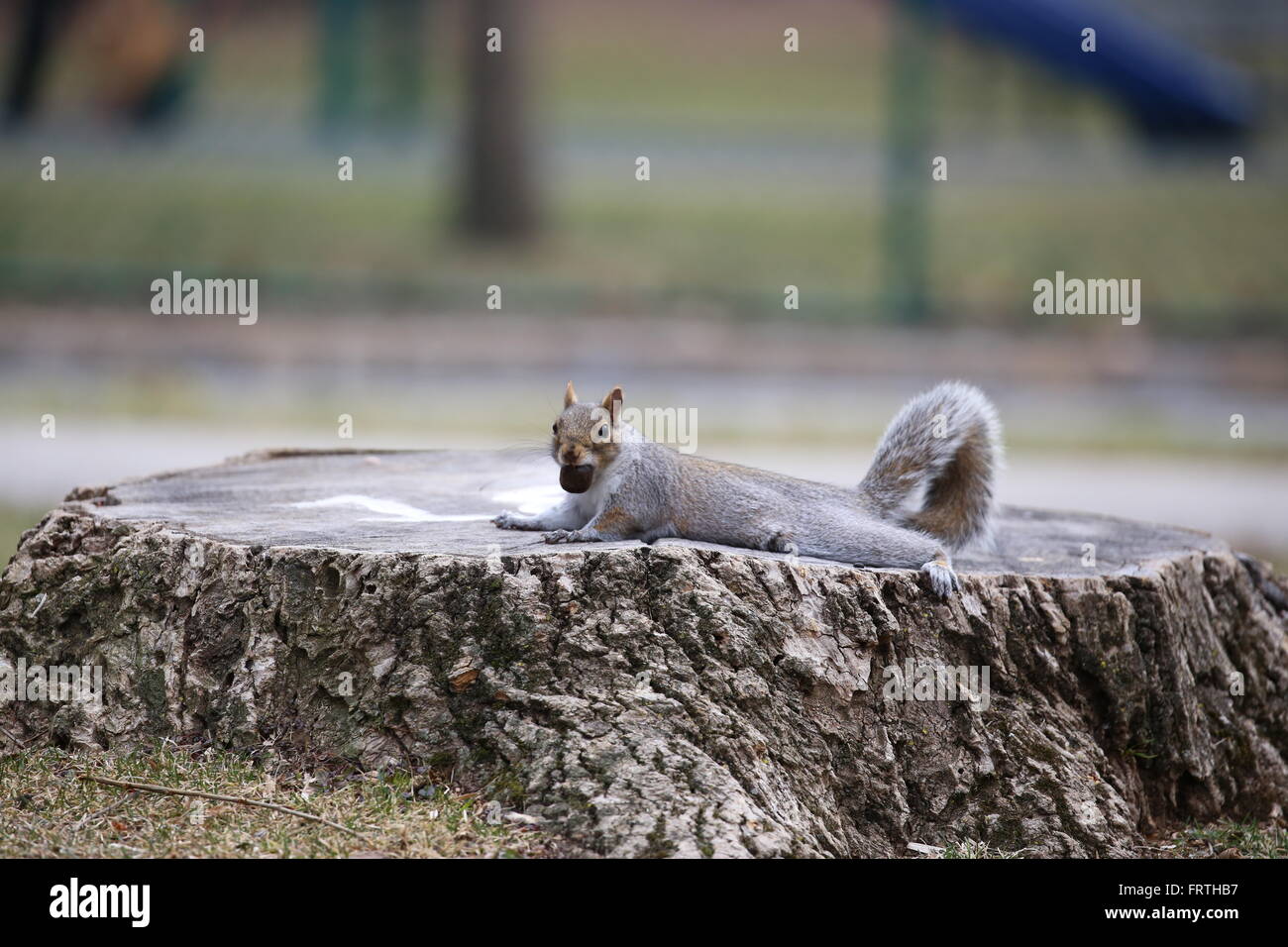 cute and funny gray squirrel with a huge nut in her mouth resting on ...