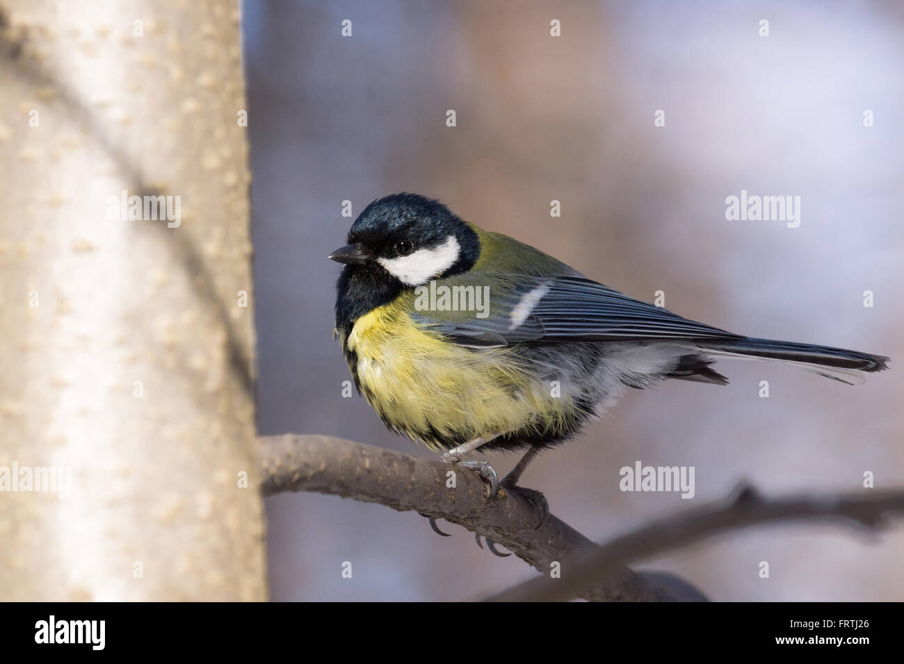 The photo shows a bird on a branch Stock Photo - Alamy