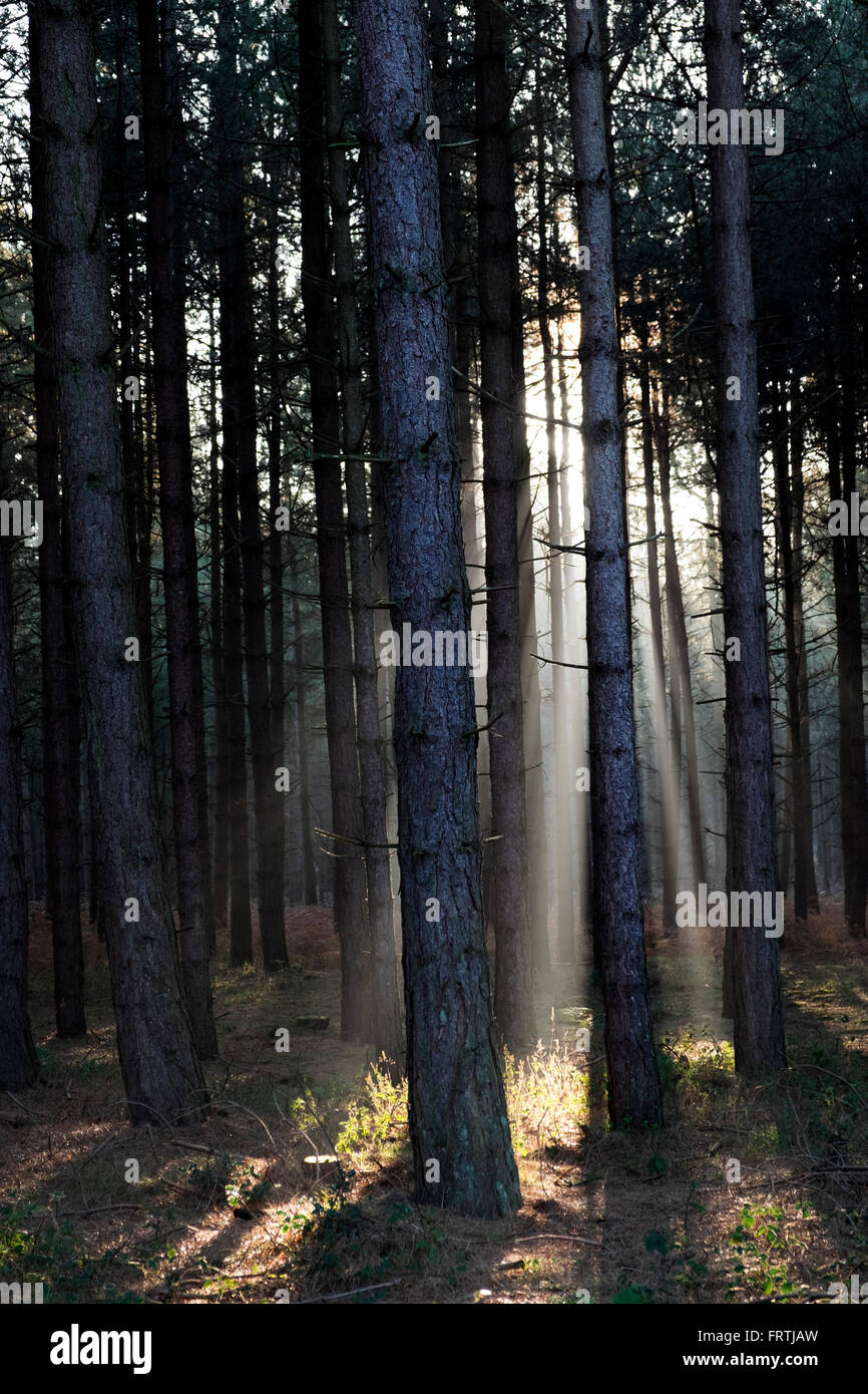 Rendelsham forest Suffolk UK Stock Photo - Alamy