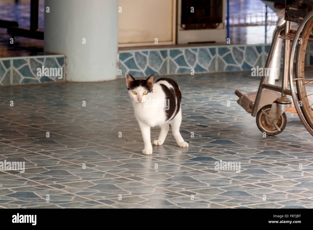 cat three legged with disabilities and wheelchairs Stock Photo - Alamy