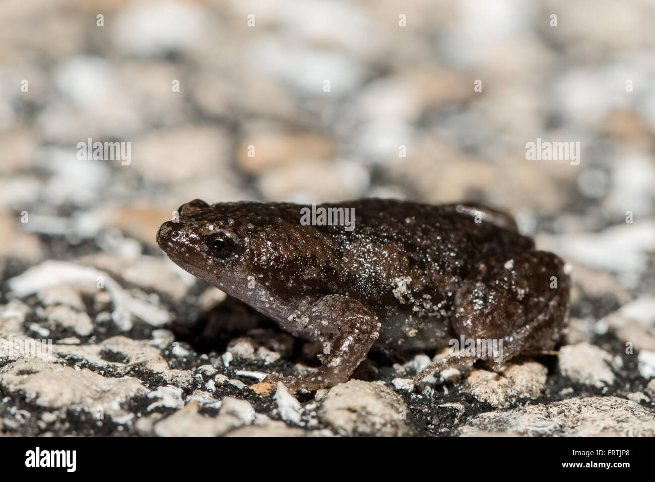 Eastern narrowmouth toad - Gastrophryne carolinensis Stock Photo - Alamy