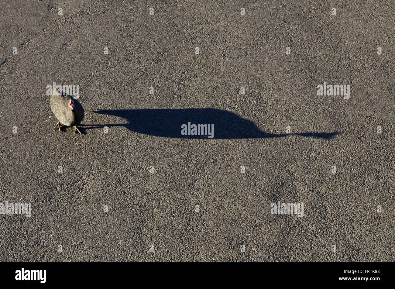 Neck shadows hi-res stock photography and images - Alamy