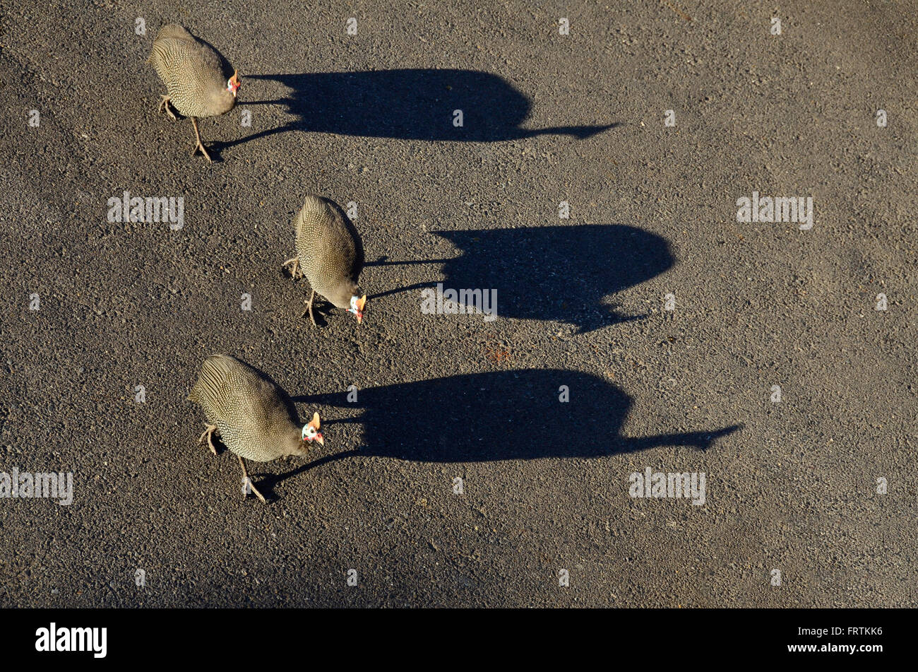 Neck shadows hi-res stock photography and images - Alamy