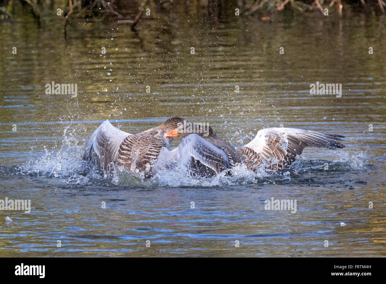 Goose Fighting High Resolution Stock Photography and Images - Alamy