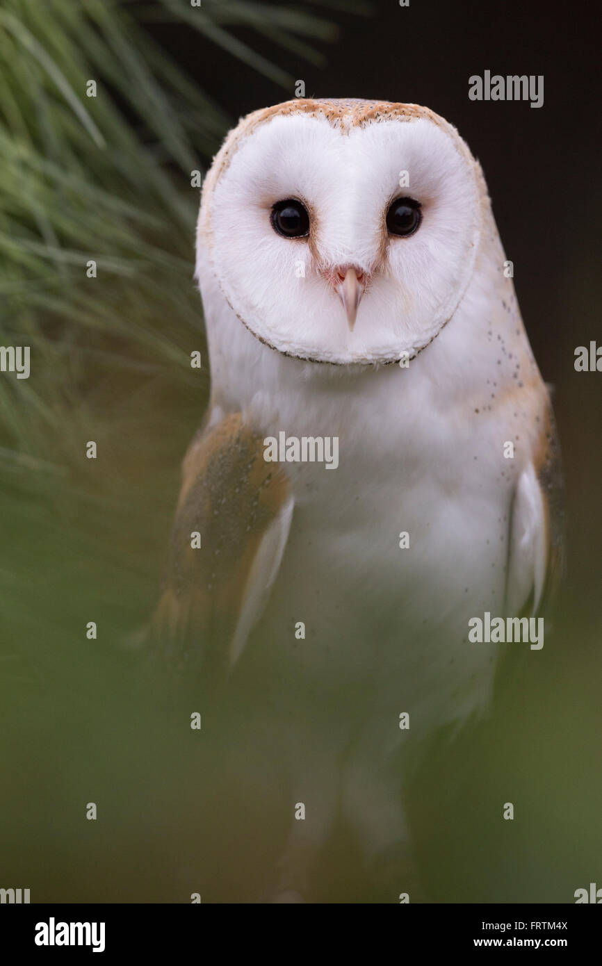 Barn Owl Tyto alba single portrait sitting in pine tree in Cornwall, UK ...