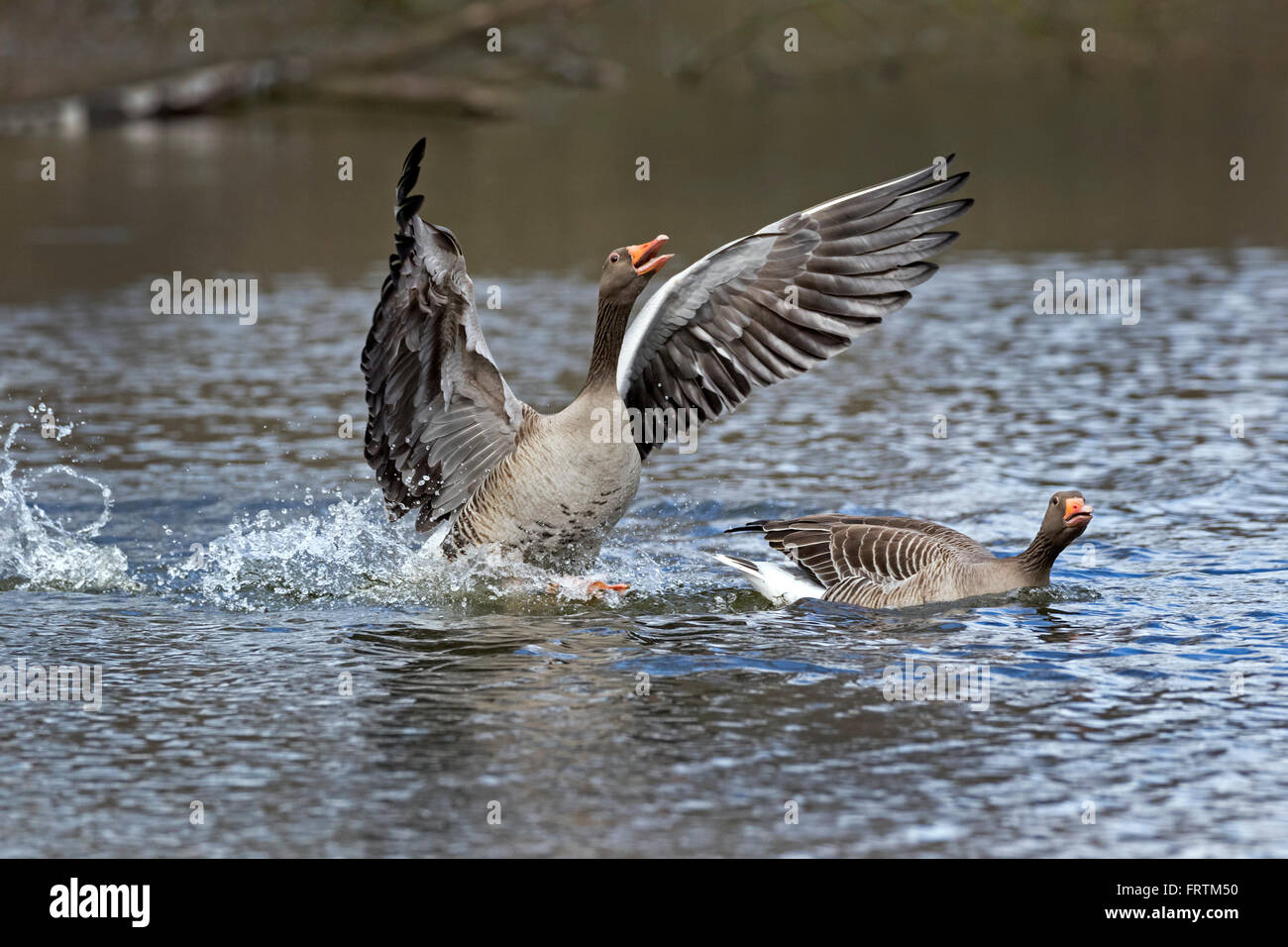 Goose landing water hi-res stock photography and images - Alamy