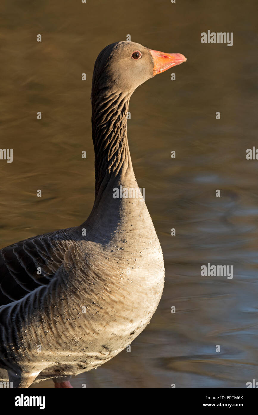 Gray goose, (Anser anser), Hamburg, Germany, Europe Stock Photo - Alamy