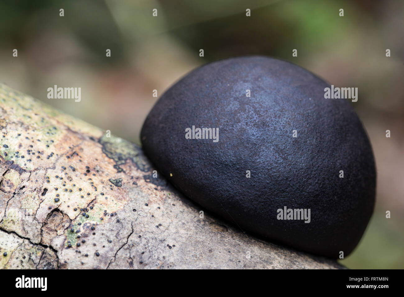 king alfred's cake Daldinia concentrica single autumn growing on a tree ...