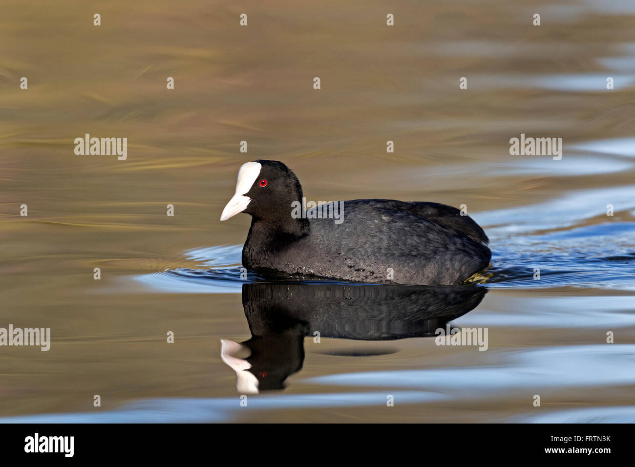 Eurasian water bird hi-res stock photography and images - Alamy