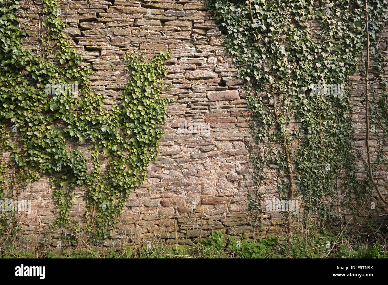 Ivy Vine Texture