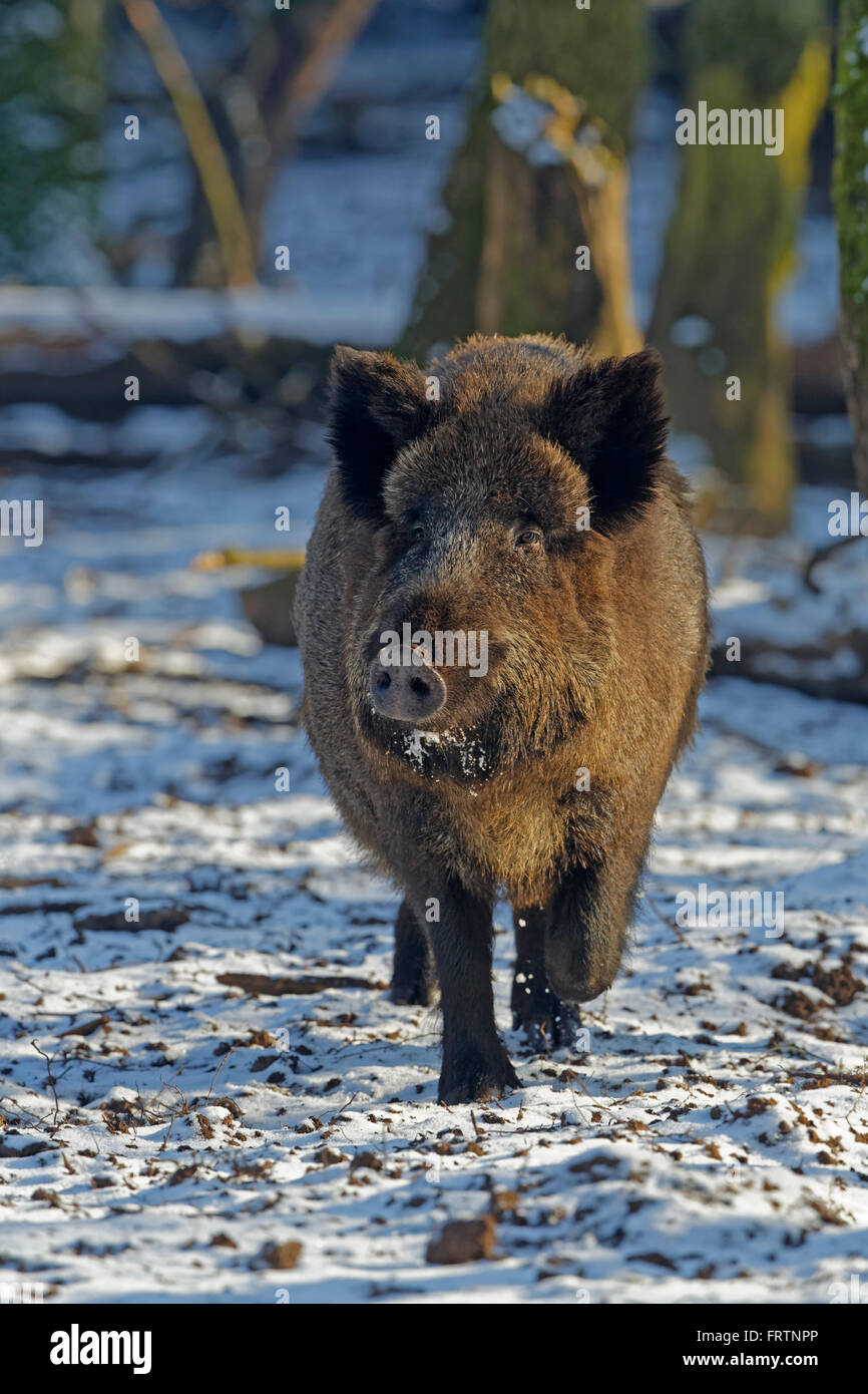 Wild boar germany hi-res stock photography and images - Alamy