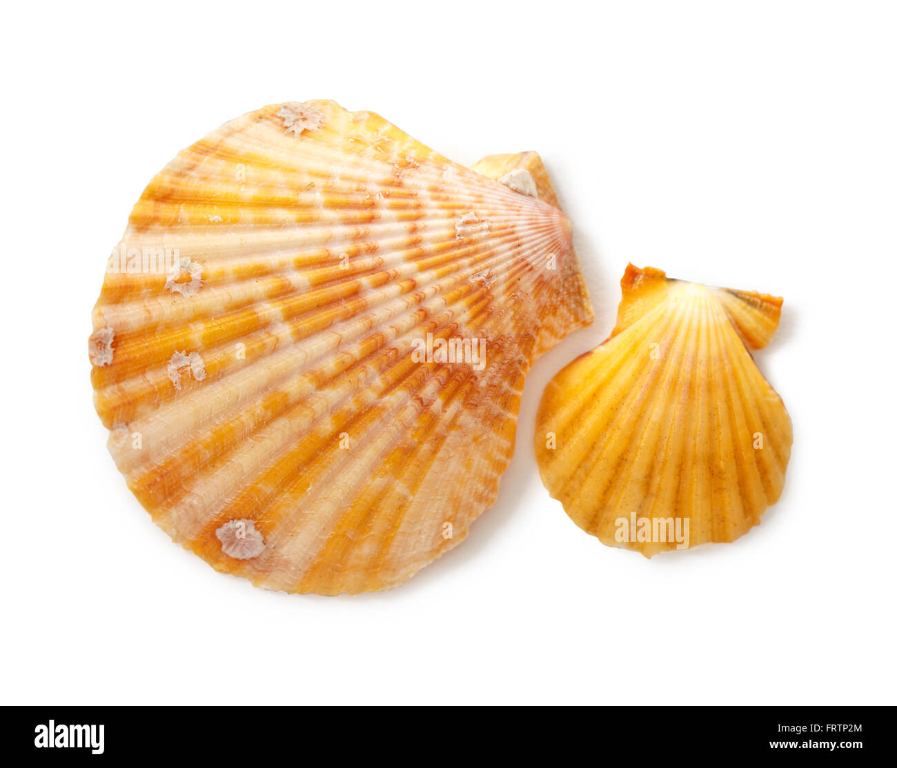 Two seashells on white background in closeup Stock Photo - Alamy