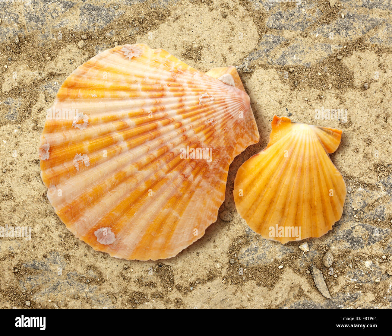 Two seashells on stone background in closeup Stock Photo - Alamy