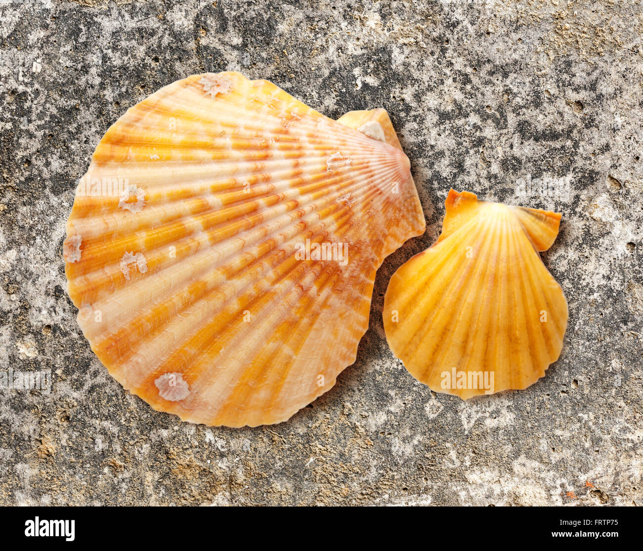 Two seashells on stone background in closeup Stock Photo - Alamy