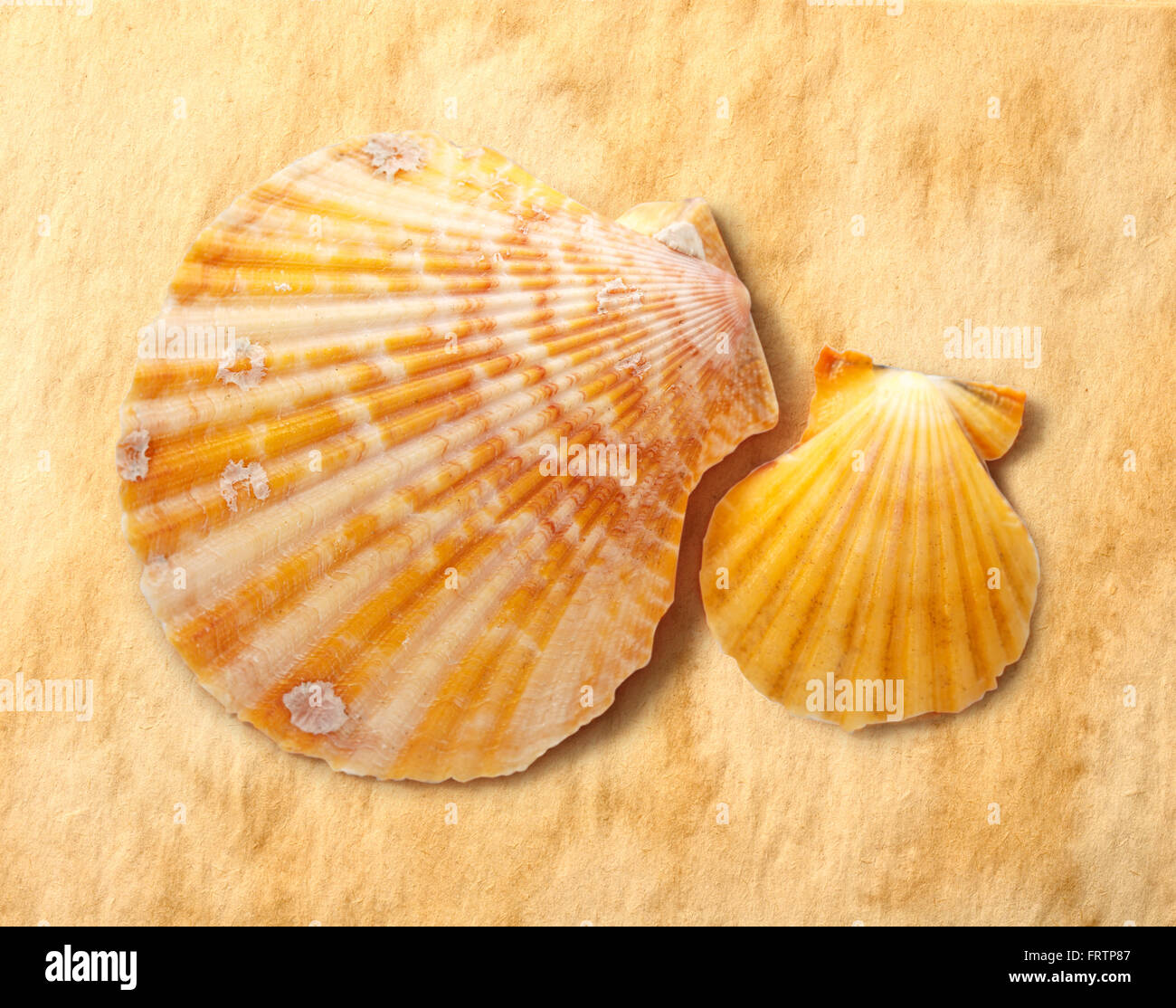 Two seashells on paper background in closeup Stock Photo - Alamy