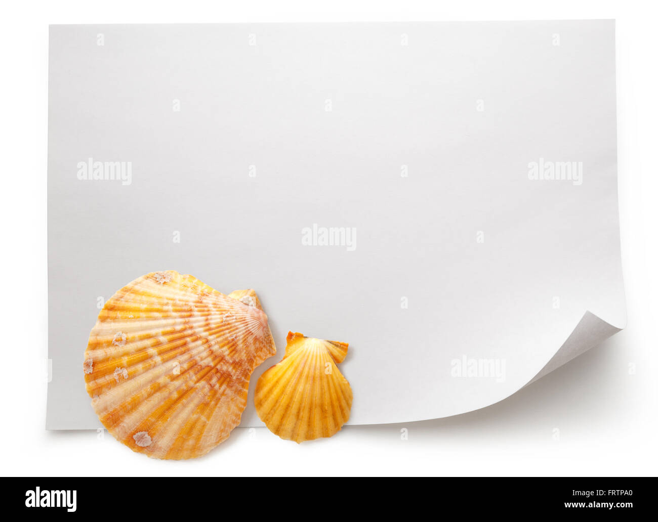 Blank sheet of paper with seashells on white background Stock Photo - Alamy