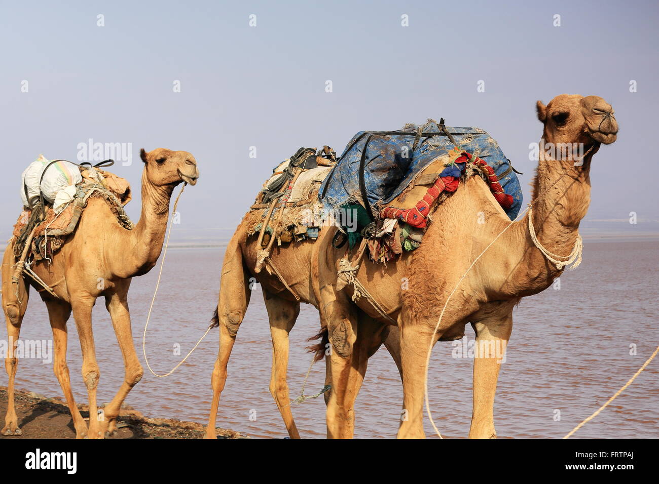 Camel load african desert hi-res stock photography and images - Alamy