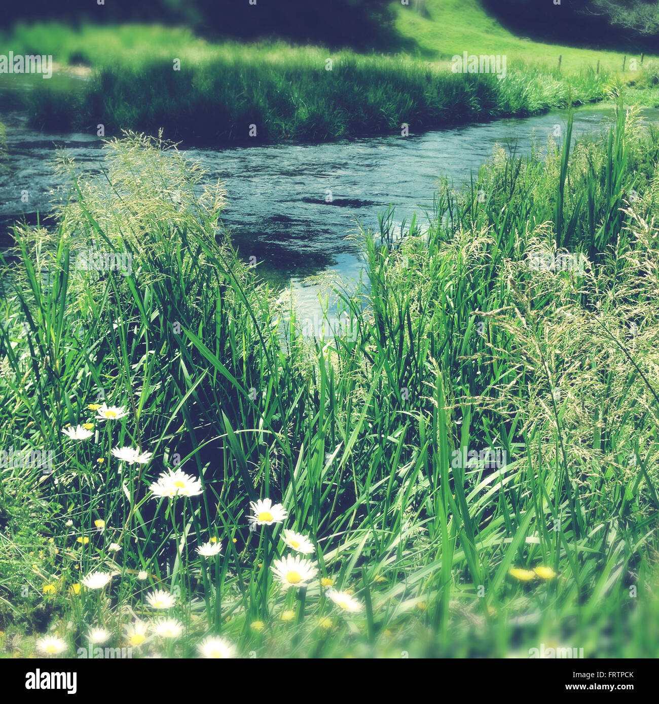 Pure clean spring water,grass and flowers Stock Photo - Alamy