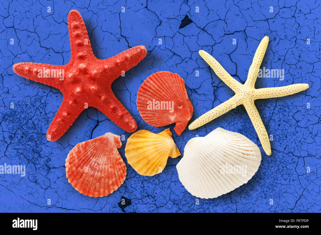 Collection of sea shells and stars in closeup Stock Photo - Alamy