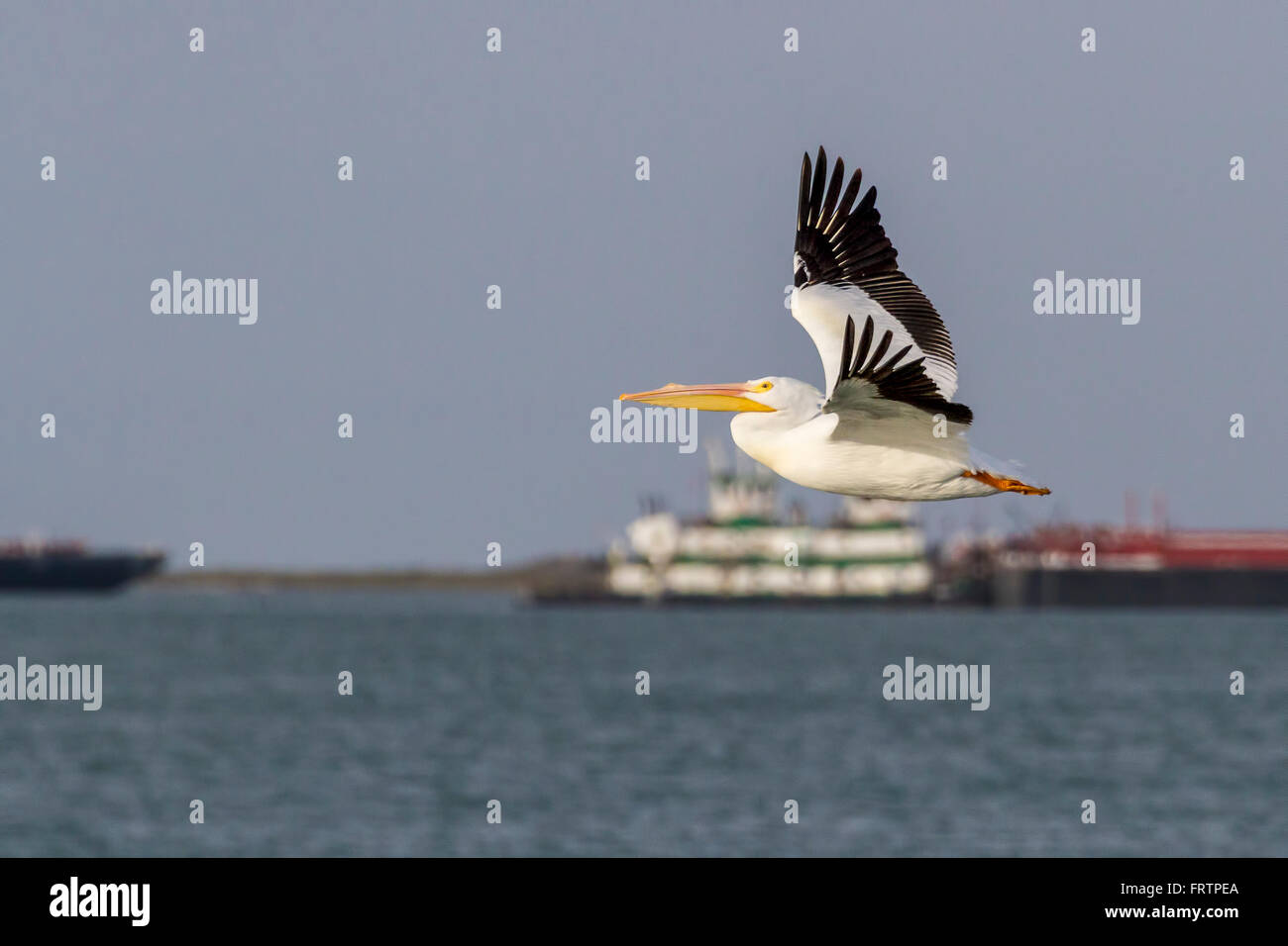 American White Pelican in flight at Port Aransas Bay, Texas Stock Photo ...