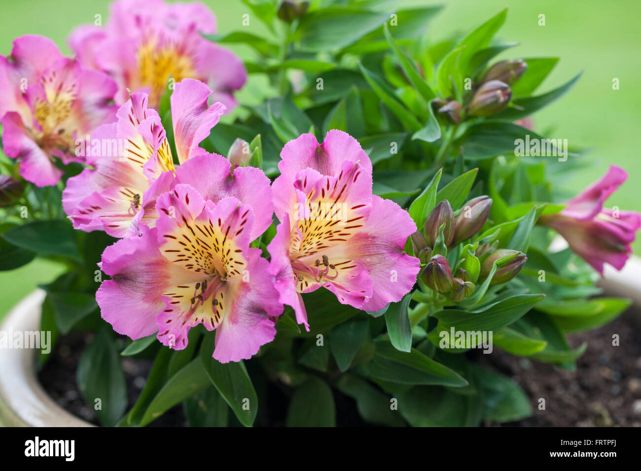 Alstroemeria Inticancha Stock Photos & Alstroemeria Inticancha Stock ...