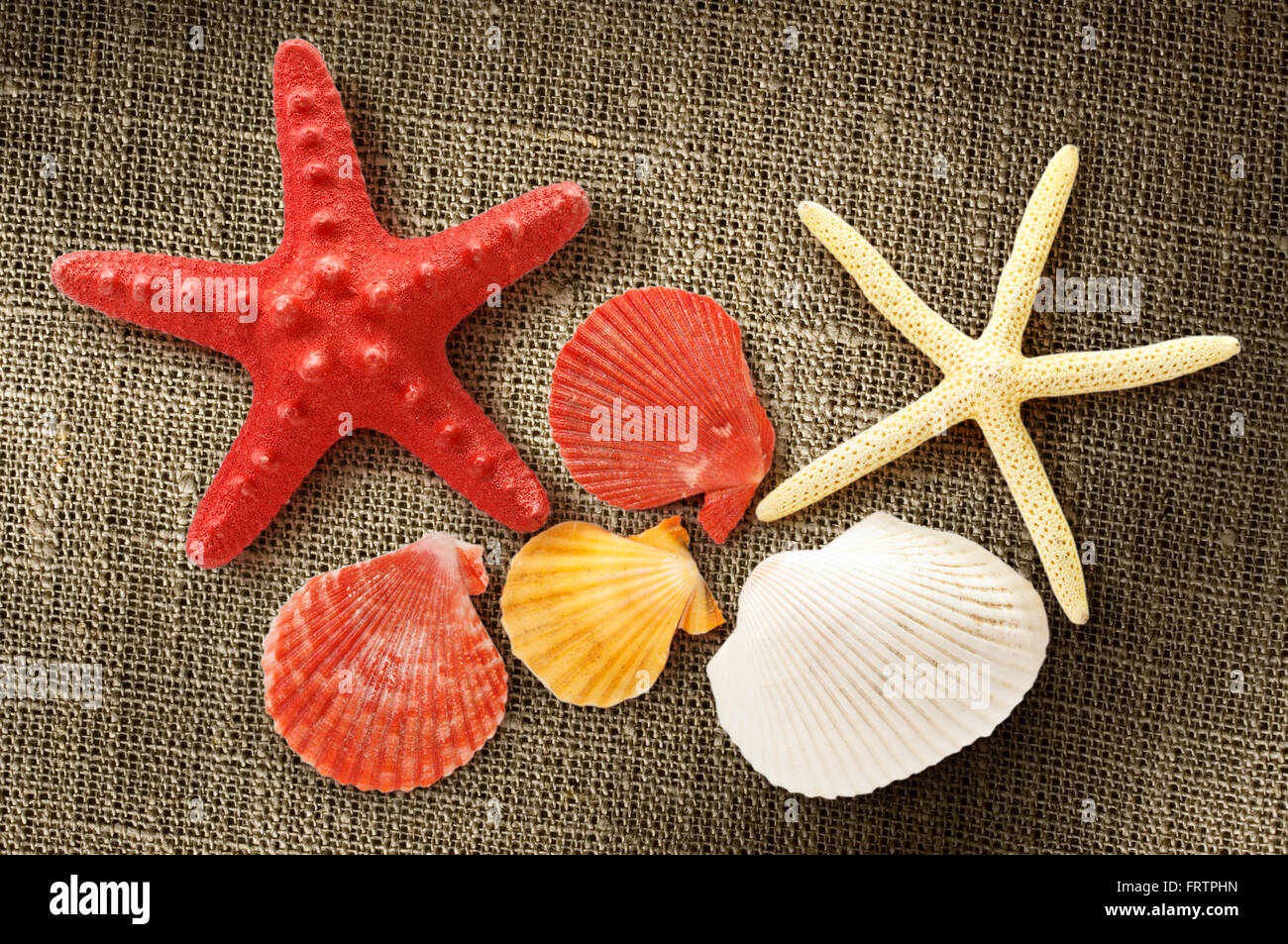 Collection of sea shells and stars in closeup Stock Photo - Alamy