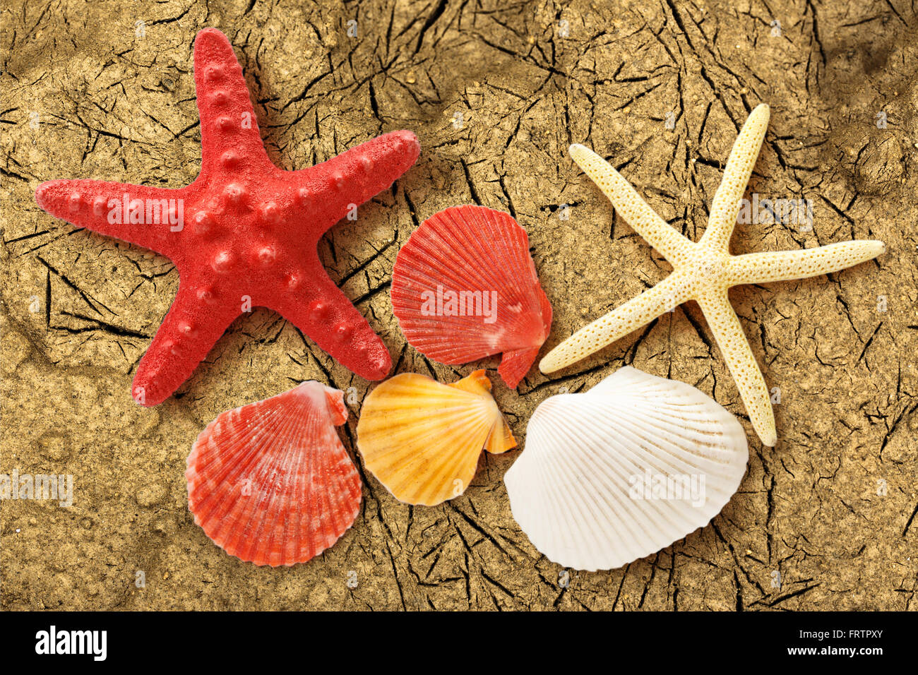 Collection of sea shells and stars in closeup Stock Photo - Alamy