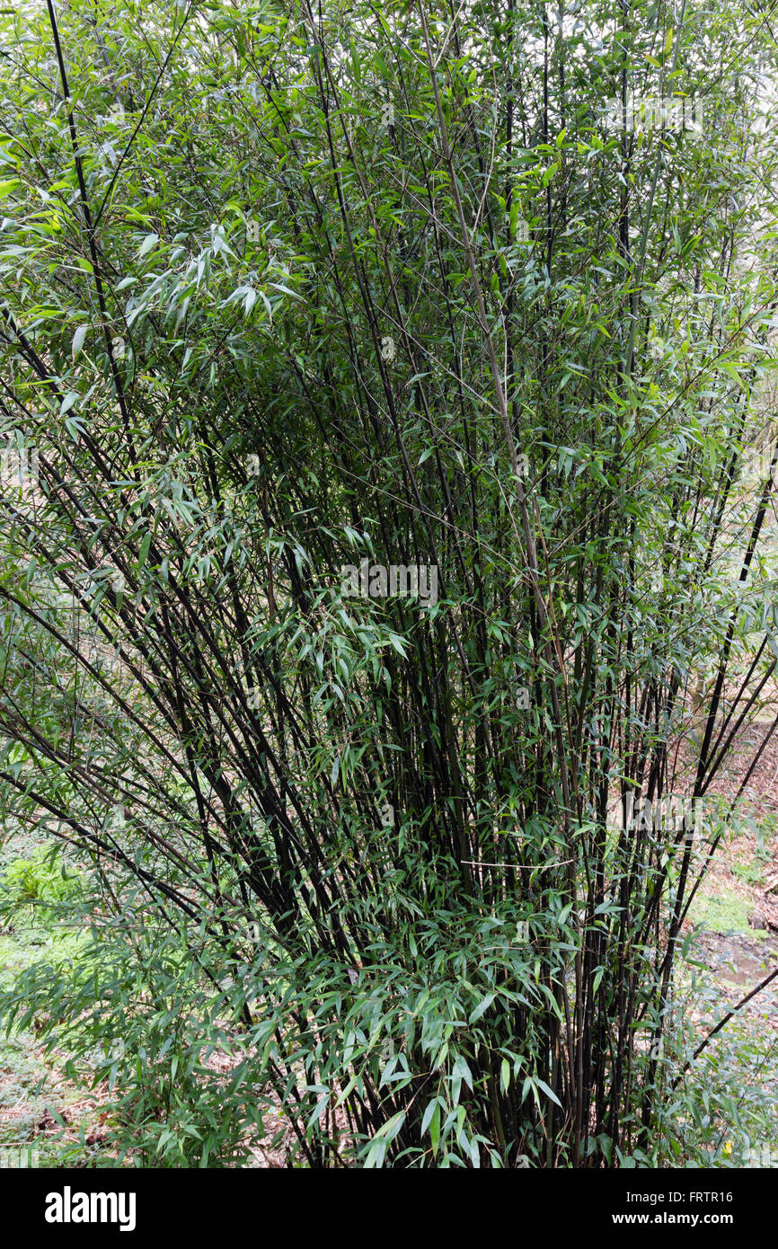 Black bamboo hi-res stock photography and images - Alamy