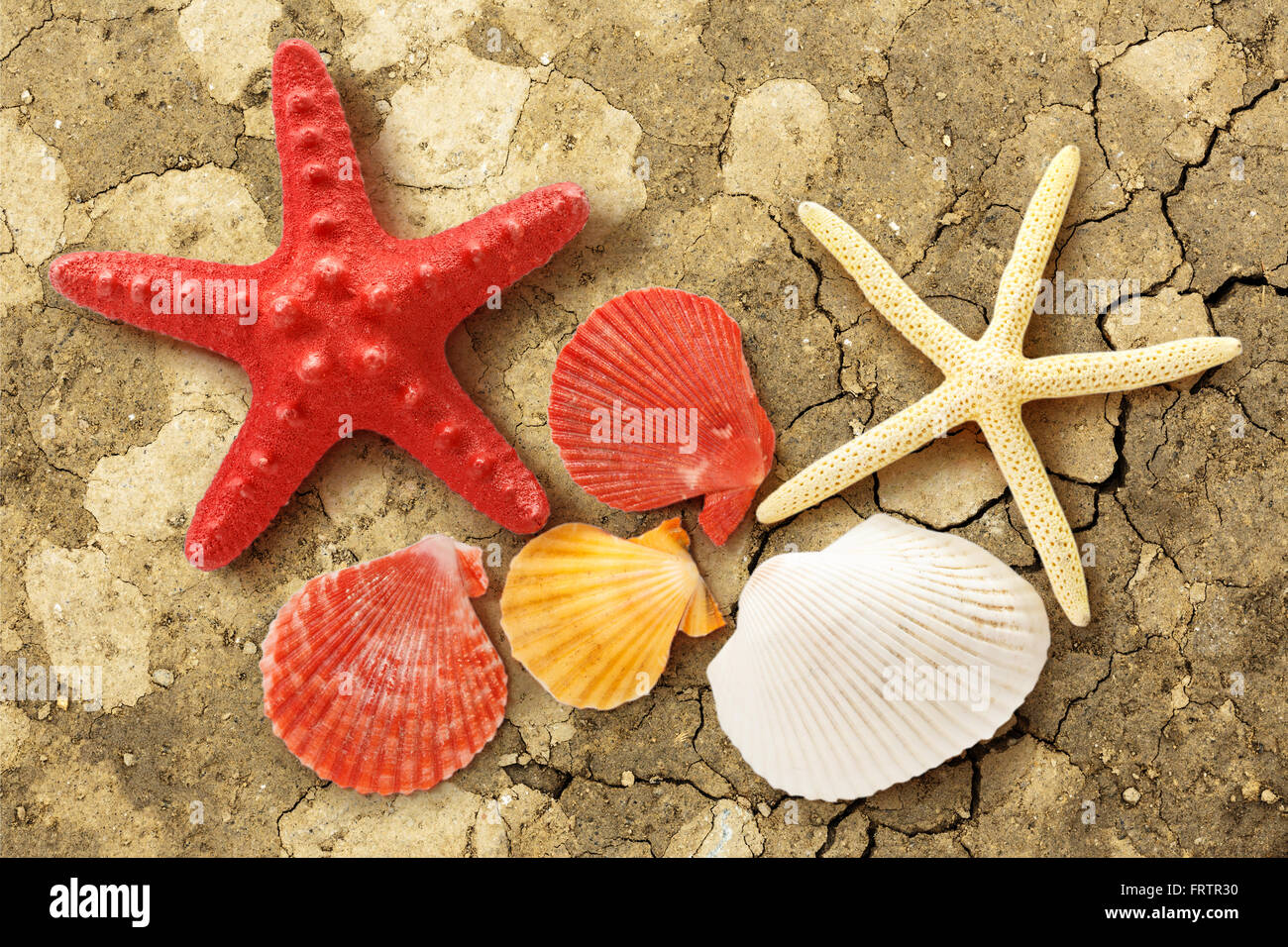 Collection of sea shells and stars in closeup Stock Photo - Alamy