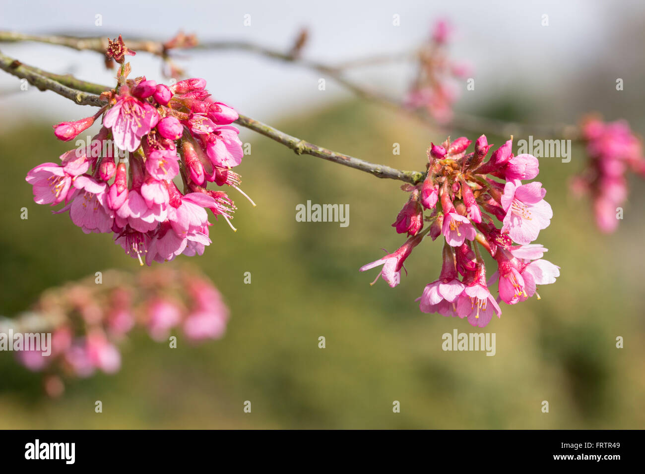 Pink flowering cherry hi-res stock photography and images - Alamy