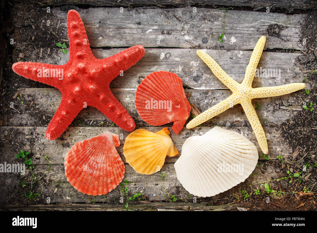 Collection of sea shells and stars in closeup Stock Photo - Alamy