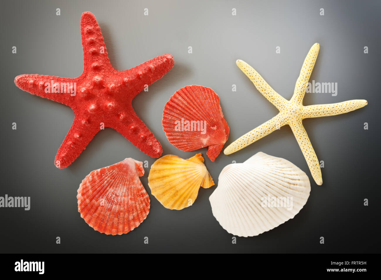 Collection of sea shells and stars in closeup Stock Photo - Alamy