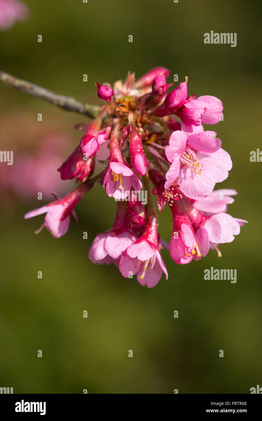 Single pink flowers of the early spring blooming Japanese cherry ...